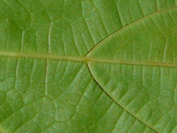 texture 0049 - Texturelib